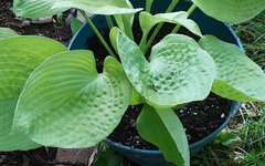 Trip to Fox Hosta Farm | Houzz Forum