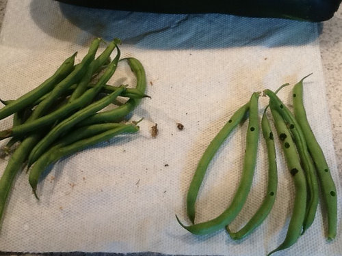 What's eating my beans?