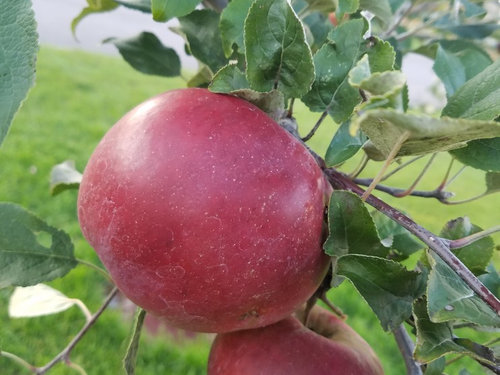 Apple trees that do well in zone 3 | Houzz Forum