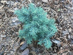 Conifers with the best blue or silver color