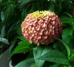 "Glow-In-the-Dark Petunias Are Coming This Spring"