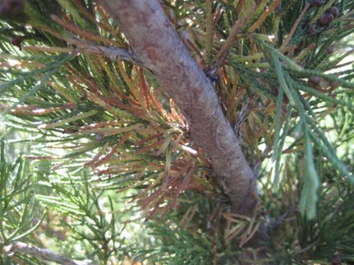 Juniper trees with browning at the center