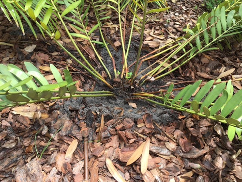 Cardboard Palm transplant HELP??