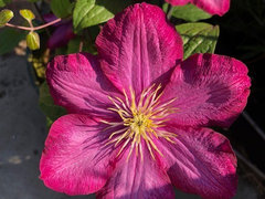 2019 Clem flower show