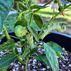 White...mold (?) on pepper plant stem + Pepper ID