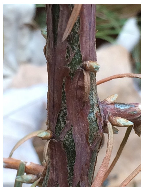 Normal Metasequoia dormant bud and twig appearance
