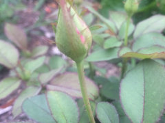 Jessica Hybrid Tea Rose