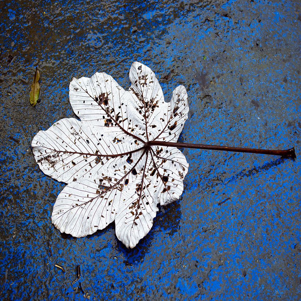 "Fallen", 45" x 45" - Contemporary - Prints And Posters - by JVA Art ...