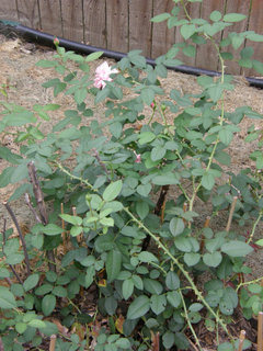 Award winning roses (nastiest, thorniest, biggest and runts)