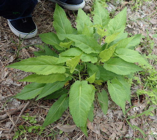 Long, Pointy, Serrated Leaves? | Houzz Forum