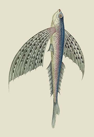 Winged Fish, 12" x 18" - Beach Style - Prints And Posters - by ...