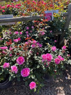 New Kordes rose here! "Raspberry Cupcake" aka KORcarmsis