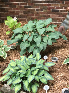 Hosta K 2023 .................................