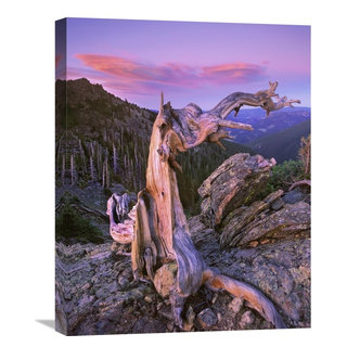 "Bristlecone Pine Tree, Rocky Mountain National Park, Colorado" Artwork ...