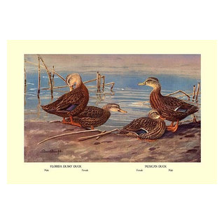 Florida Dusty and Mexican Ducks, 20" x 30" - Traditional - Prints And ...
