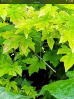 Unusual Maple? tree