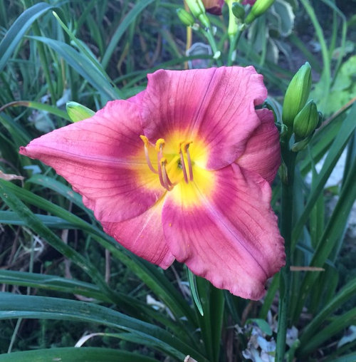 Rebloom and last bloom.....