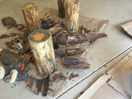 Black mold on tree stump