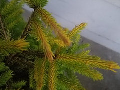 picea orientalis firefly woes