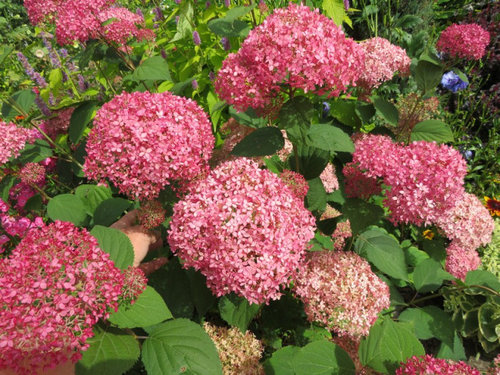 "Invincibelle Spirit II" hydrangea ... lovin this one