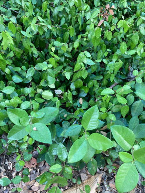groundcover invasive
