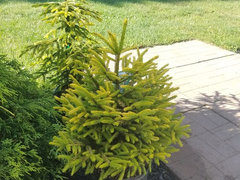 picea orientalis firefly woes