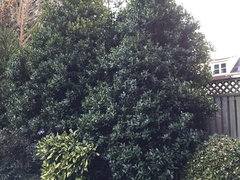 oakland or oakleaf holly, Ilex x Conaf - Anyone have info?