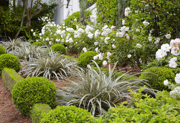12 New Zealand Native Plants You Need to Know About | Houzz NZ