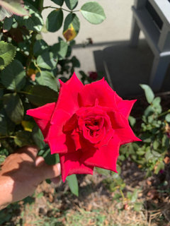 Issue with a rose flowers not opening right in SC