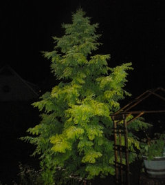 favorite night time trees?