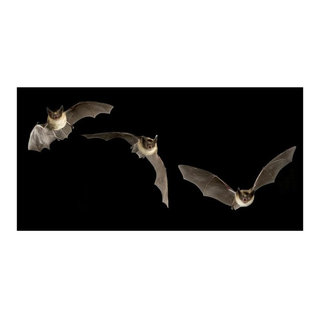 "Western Long-Eared Myotis Trio Flying Showing Acrobatic Maneuvers ...