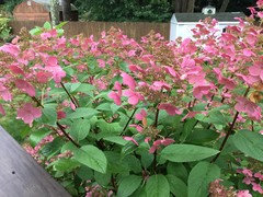 Are hydrangeas grafted??