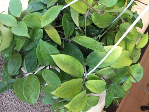 Is this a Hoya Anulata