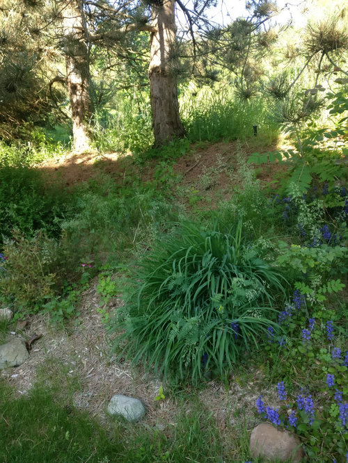 Help with steep berm garden between lawn and nature