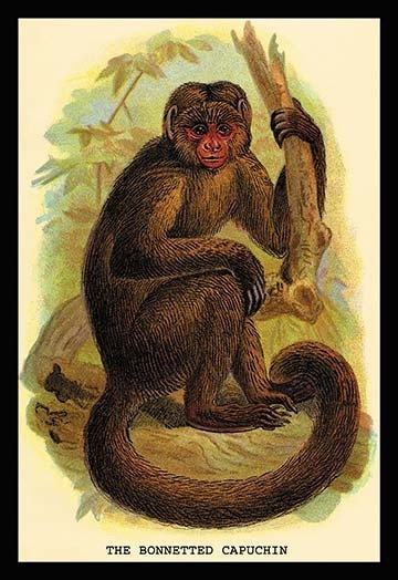 The Bonnetted Capuchin, 12" x 18" - Traditional - Prints And Posters ...