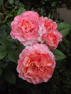 What To Do When Roses Gradually Decline?