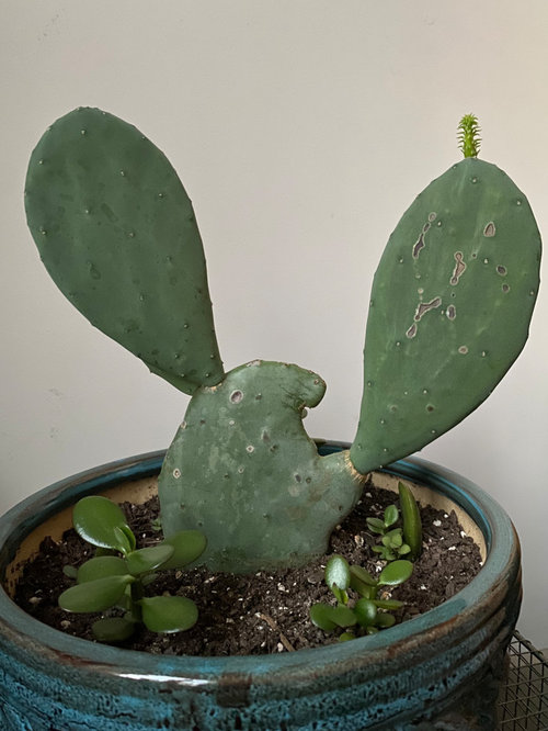 Strange spots appearing on my prickly pear