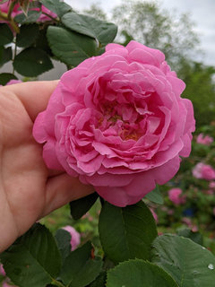 Rose identification help please?