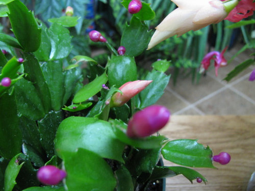 TC flower bud shapes