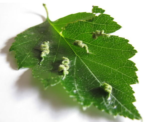 Bumps on my trees leaves