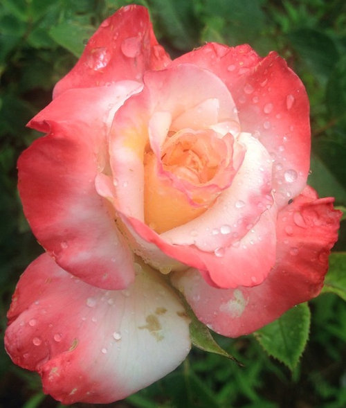 Show your roses by color: BI-COLOR/MULTI-COLOR | Houzz Forum