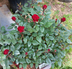 Ideas for Planting Kordana Miniature Roses