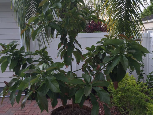 Planting Pruning Avocado Tree