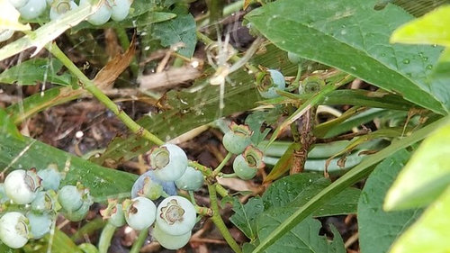 Along came a spider....to protect my blueberries