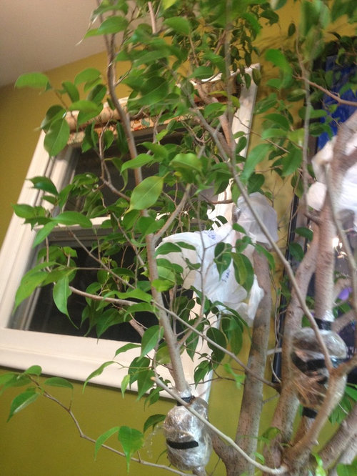 Ficus Benjamina air layer