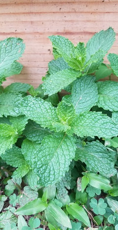 Is the normal mint plant edible?