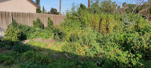 How to deal with overgrown backyard? | Houzz Forum