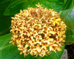 Has anyone grown "Phyllis" marigold?