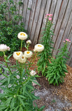 Strawflower - Helichrysum tall double mix (from seeds)