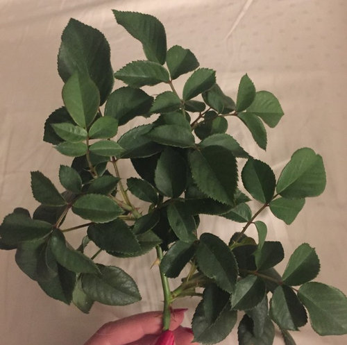 Are these the blind shoots ? | Houzz Forum
